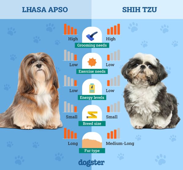 Lhasa Apso vs Shih Tzu: The Differences (With Pictures) – Dogster