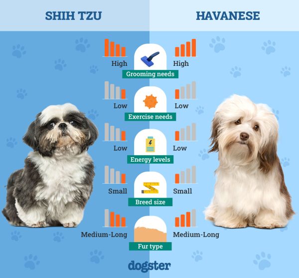 Shih Tzu vs Havanese: Main Differences (With Info & Pictures) – Dogster
