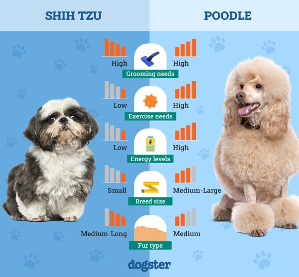 Shih Tzu vs Poodle: Notable Differences (With Pictures) – Dogster