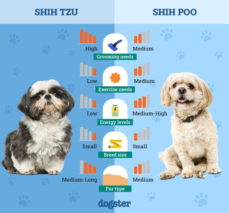 Shih Tzu vs Shih Poo: Which Should I Choose? – Dogster