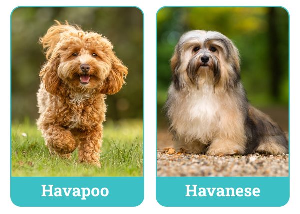 Havapoo vs Havanese: Which One Is Right for Me? (With Pictures) – Dogster