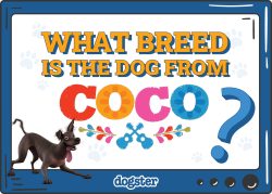 What Breed Is the Dog From Coco? The Fascinating Mexican Breed – Dogster