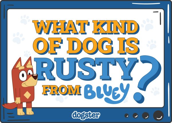 What Kind of Dog Is Rusty From Bluey? Breed Facts & Explanation – Dogster