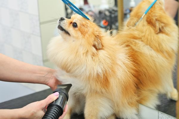 25 Awesome Pomeranian Haircuts to Try Today (With Pictures) – Dogster