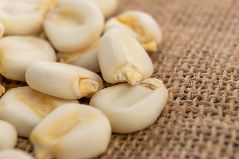 Can Dogs Eat Hominy? Vet-Verified Facts & FAQ – Dogster