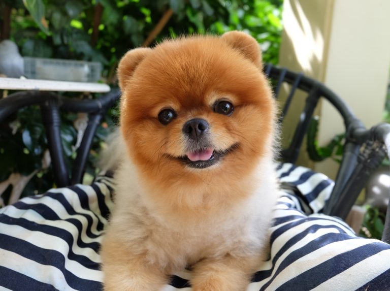 25 Awesome Pomeranian Haircuts to Try Today (With Pictures) – Dogster