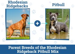 Rhodesian Ridgeback Pitbull Mix: Info, Pictures, Care Guide & More ...
