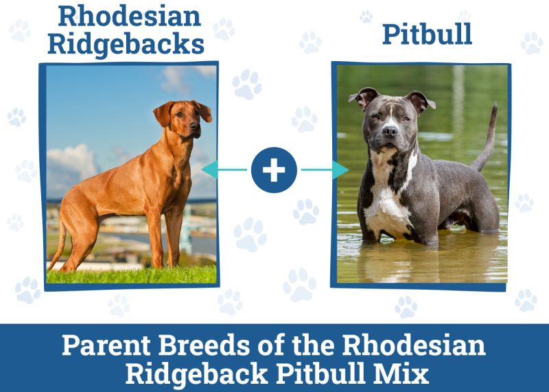 Rhodesian Ridgeback Pitbull Mix: Info, Pictures, Care Guide & More ...