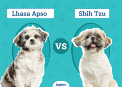 Lhasa Apso vs Shih Tzu: The Differences (With Pictures) – Dogster