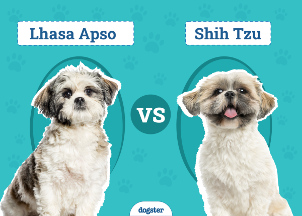 Lhasa Apso vs Shih Tzu: The Differences (With Pictures) – Dogster