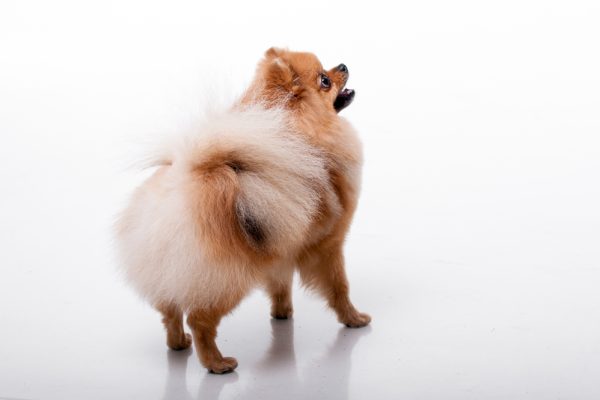 25 Awesome Pomeranian Haircuts to Try Today (With Pictures) – Dogster