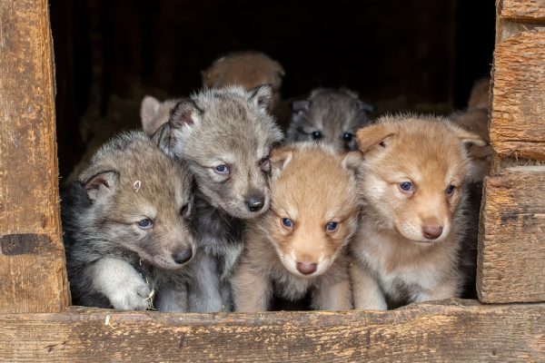 Wolf Dog Training: 10 Vet-Approved Tips & Tricks – Dogster
