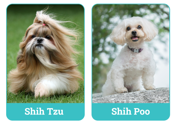 Shih Tzu vs Shih Poo: Which Should I Choose? – Dogster