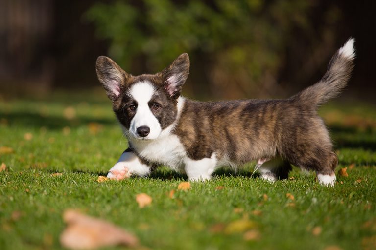 Corgi Training: Tips & Tricks for Puppies & Adult Corgis – Dogster