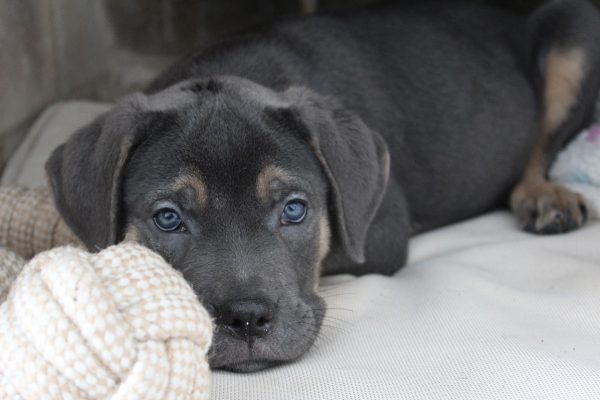 How Strong Is a Cane Corso’s Bite Force? Vet-Verified Facts & PSI ...