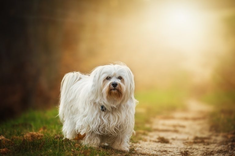 15 Awesome Small Dog Breeds for First Time Owners (With Info & Pictures ...