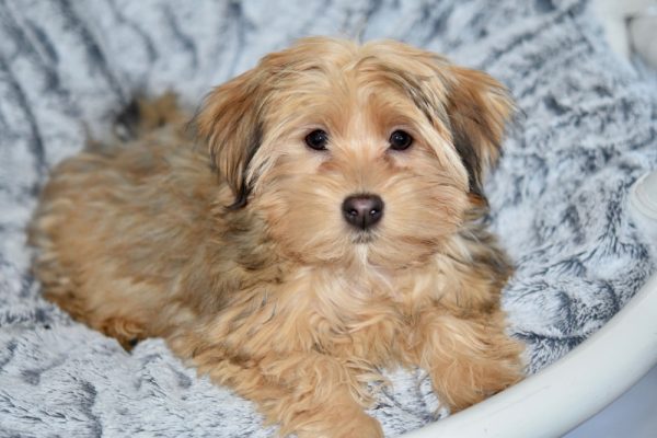 7 Adorable Havanese Haircuts (With Pictures) – Dogster