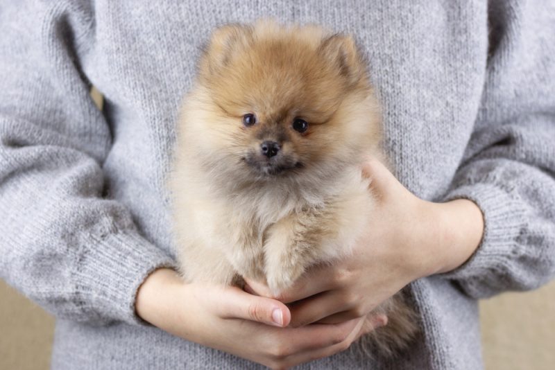 Teddy Bear Pomeranian: Info, Pictures, Origin & History – Dogster