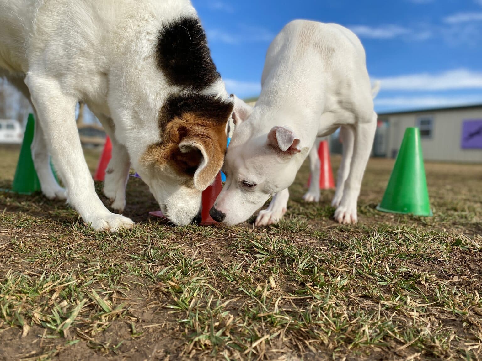 3 Easy Dog Enrichment Ideas You Can Do at Home – Dogster