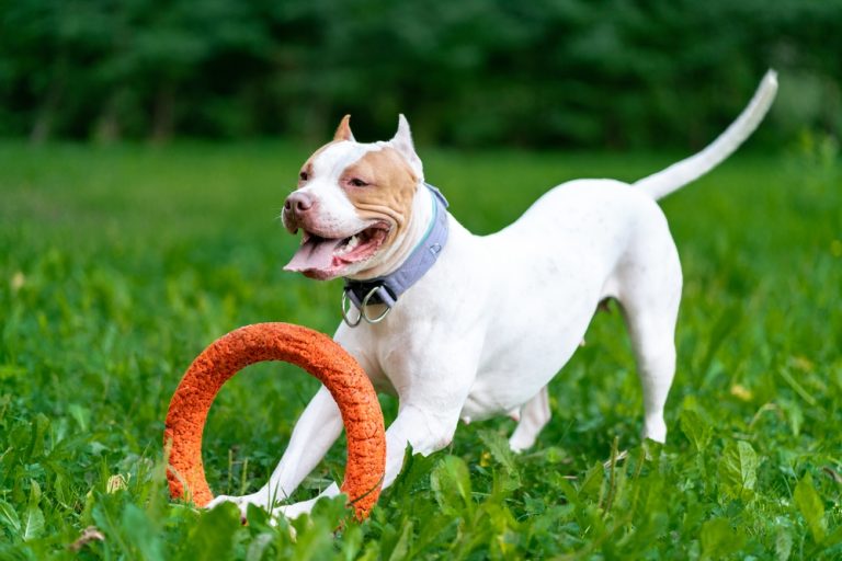 Why Do Dogs Play Fight? Reasons & When to Be Concerned – Dogster