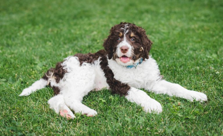 50 Popular Poodle Mixes & Doodle Cross Breeds (With Info & Pictures ...