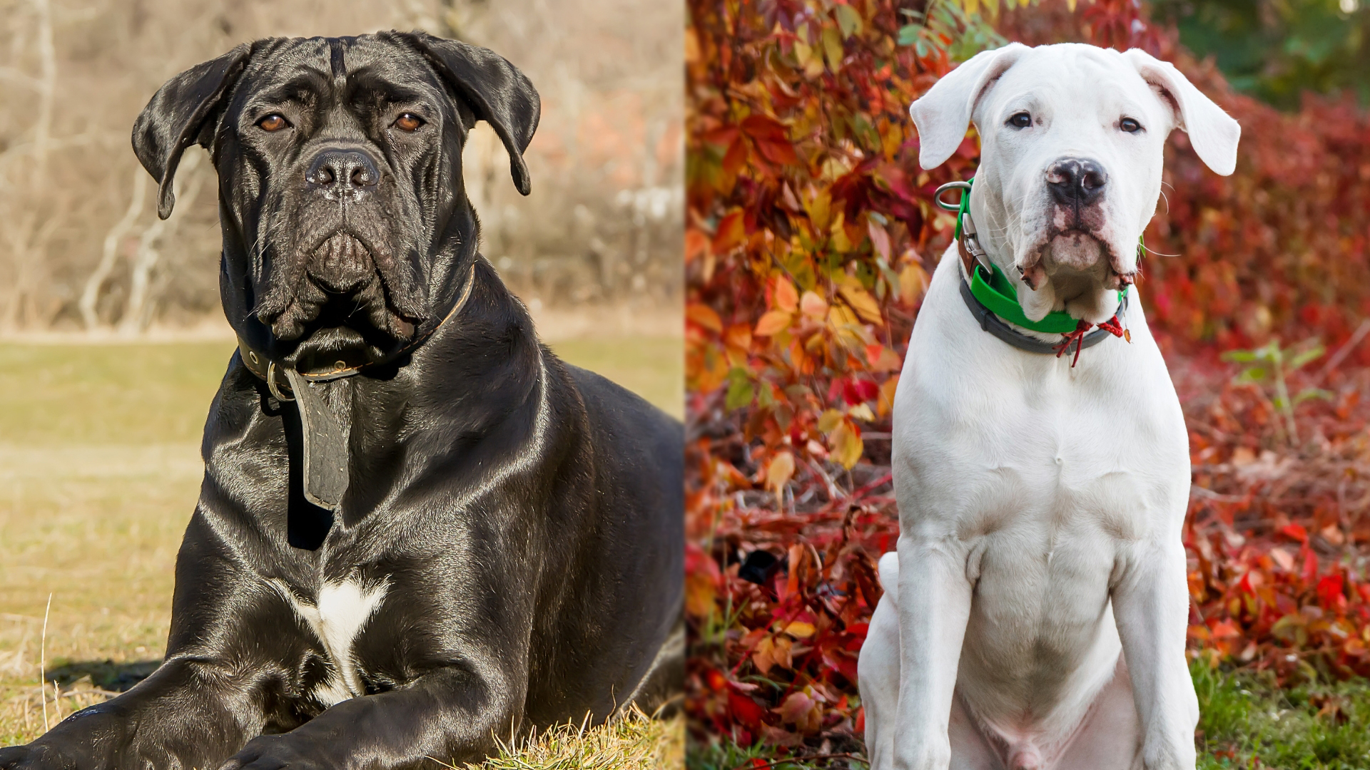 Cane Corso Dogo Argentino Mix: Info, Pictures, Traits & More – Dogster