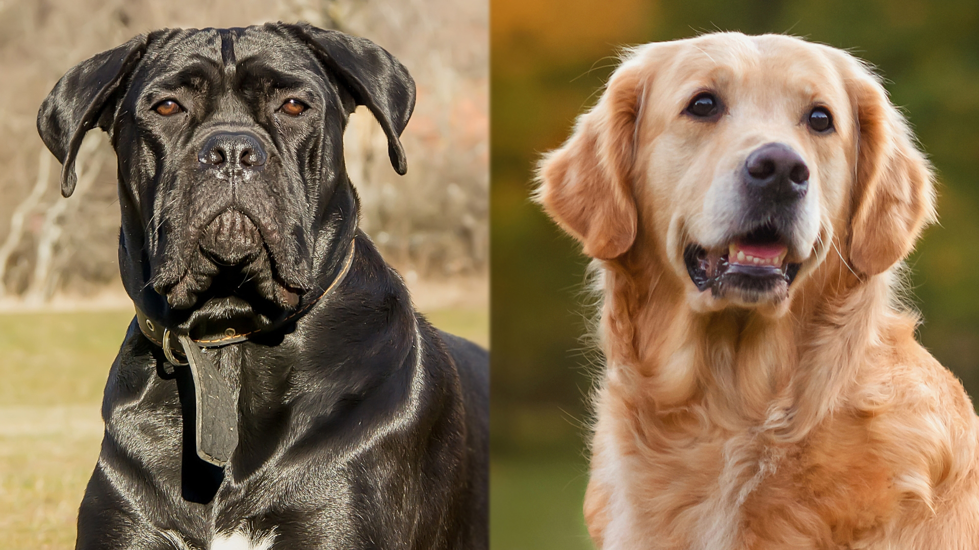 Cane Corso Golden Retriever Mix: Info, Pictures, Care & More – Dogster