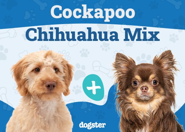 Cockapoochi (Cockapoo & Chihuahua Mix): Info, Pictures, Care & More ...