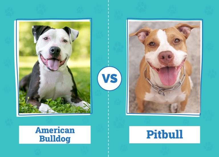 American Bulldog vs Pitbull: Main Differences (With Pictures) – Dogster
