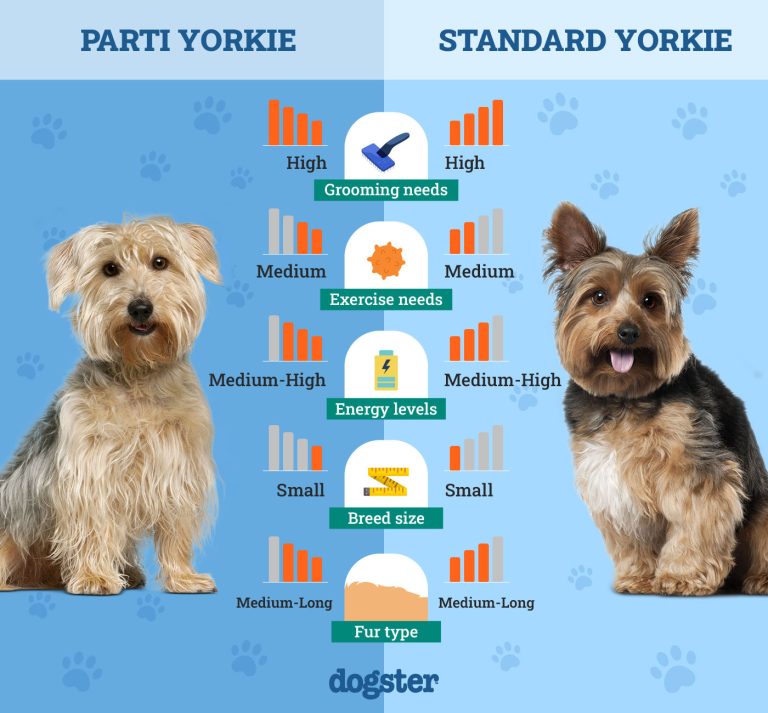 Parti Yorkie vs. Standard Yorkie: Key Differences (With Pictures) – Dogster