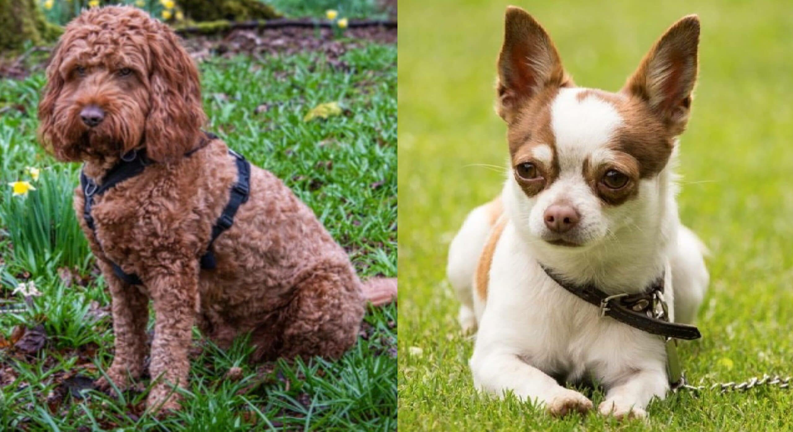 Cockapoochi (Cockapoo & Chihuahua Mix): Info, Pictures, Care & More ...