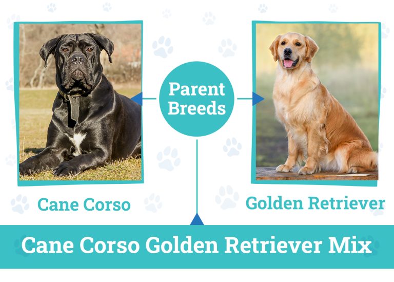 Cane Corso Golden Retriever Mix: Guide, Pictures, Care & More – Dogster