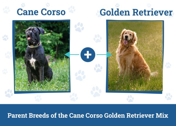 Cane Corso Golden Retriever Mix: Info, Pictures, Care & More – Dogster
