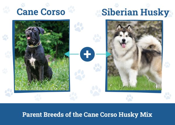 Cane Corso Husky Mix: Info, Pictures, Care & More – Dogster