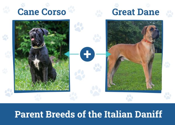 Italian Daniff (Cane Corso Great Dane Mix): Info, Pictures, Care & More – Dogster