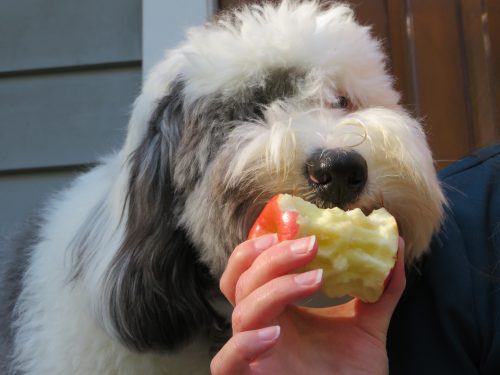 Can Dogs Eat Apples? Vet-Reviewed Nutrition Facts & FAQ – Dogster