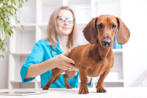 IVDD in Dachshunds: Vet-Verified Signs, Causes & Care – Dogster