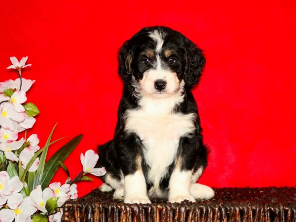 How Much Do Bernedoodles Cost? 2026 Price Guide – Dogster