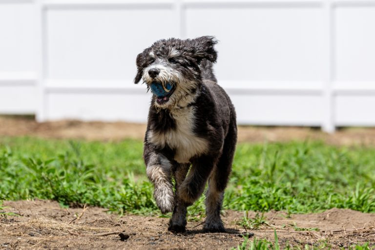 Labradoodle vs. Bernedoodle: The Key Differences (With Info & Pictures ...