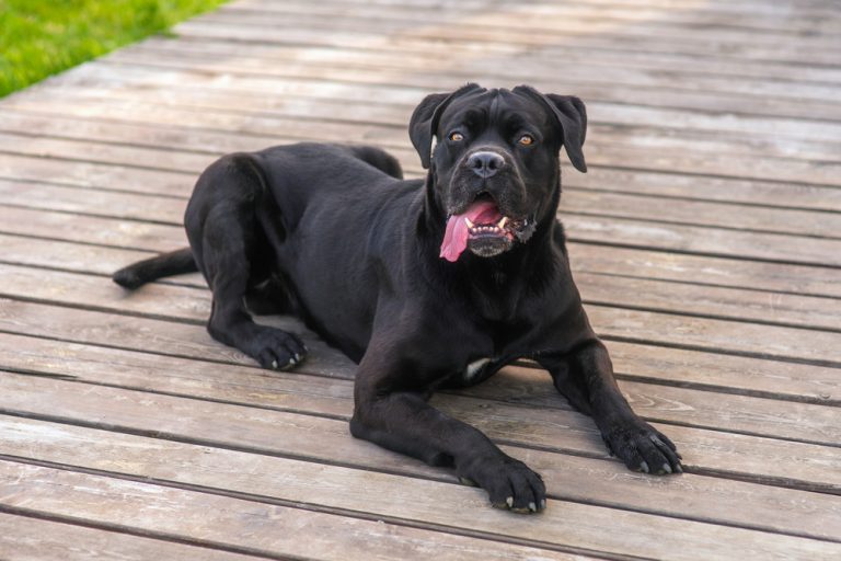 5 Standard Cane Corso Colors & Patterns (With Pictures) – Dogster