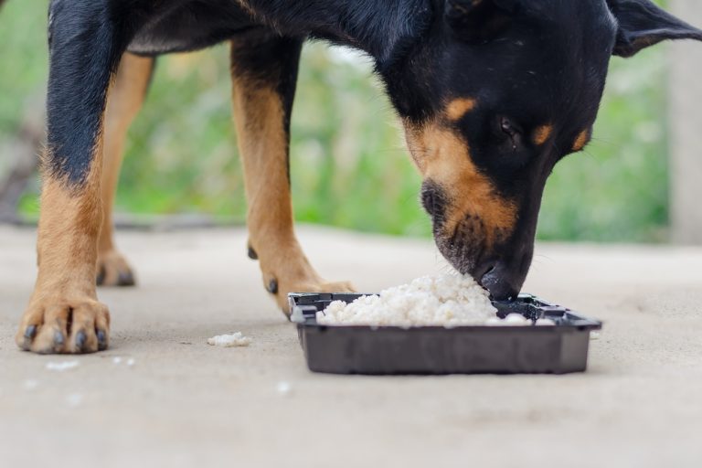 6 Great Sources of Carbohydrates for Dogs: Vet-Approved Nutrition Facts ...