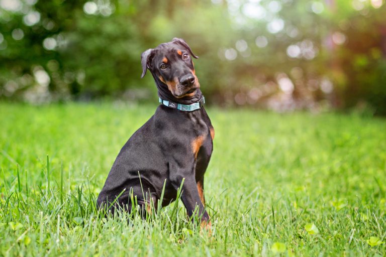 180 Doberman Names: Cool, Tough & Unique Ideas – Dogster