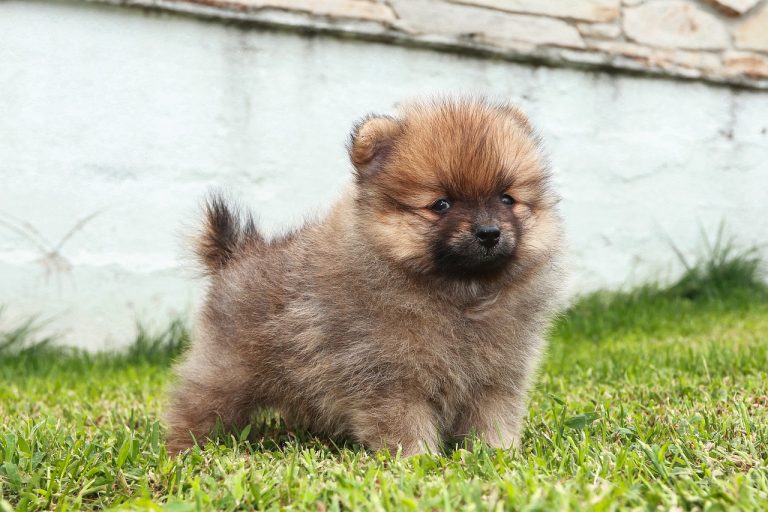 16 Pomeranian Colors & Patterns (With Pictures) – Dogster