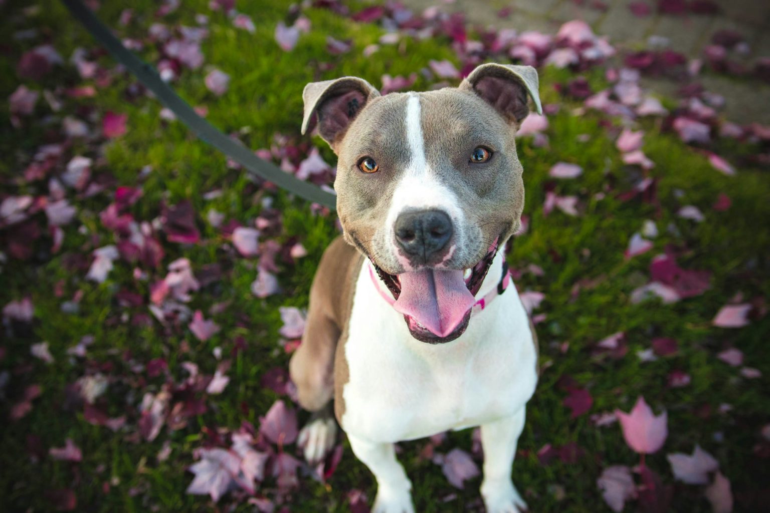 Do Pitbulls’ Jaws Lock When They Bite? Vet-Verified Facts & FAQ – Dogster