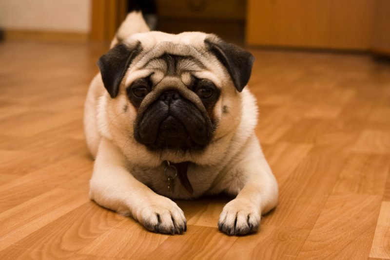 How Long Do Pugs Live? Average Lifespan, Vet-Reviewed Data & Care Guide ...
