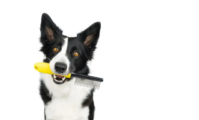 Border Collie Grooming: 15 Vet-Approved Tips – Dogster