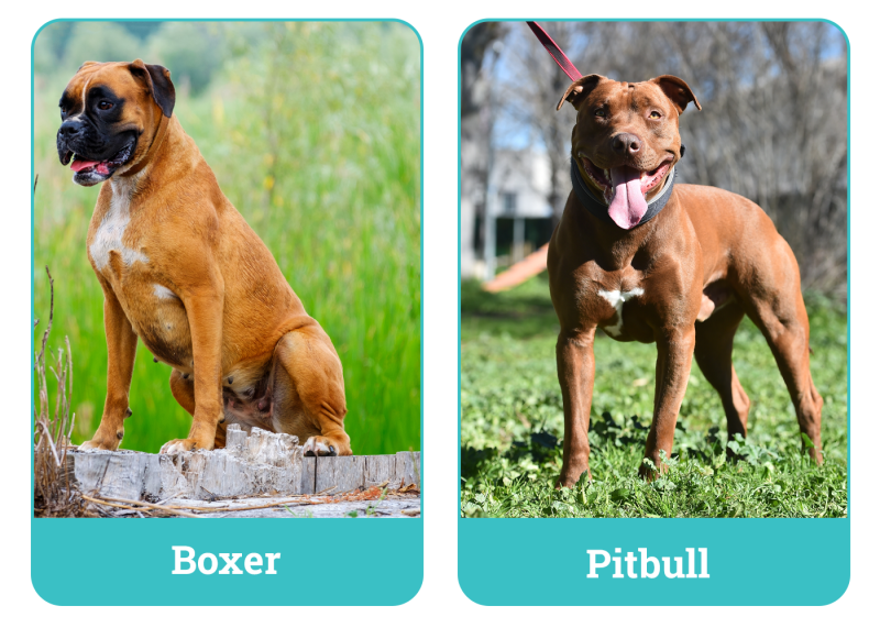 Boxer vs Pitbull: The Differences (With Pictures) – Dogster