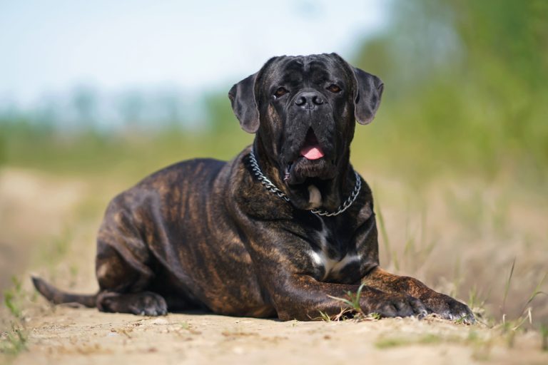5 Standard Cane Corso Colors & Patterns (With Pictures) – Dogster
