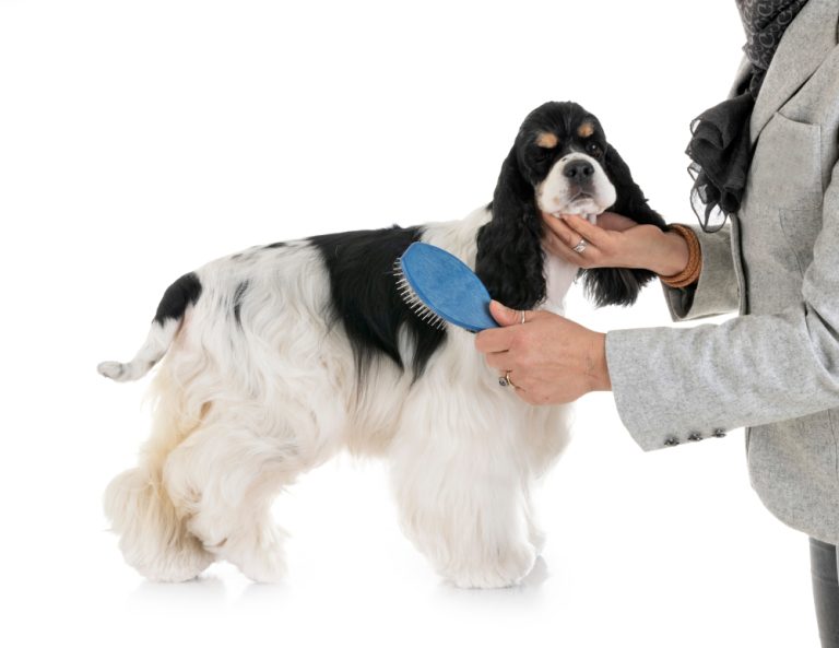 10 Cocker Spaniel Grooming Tips (With Pictures) – Dogster