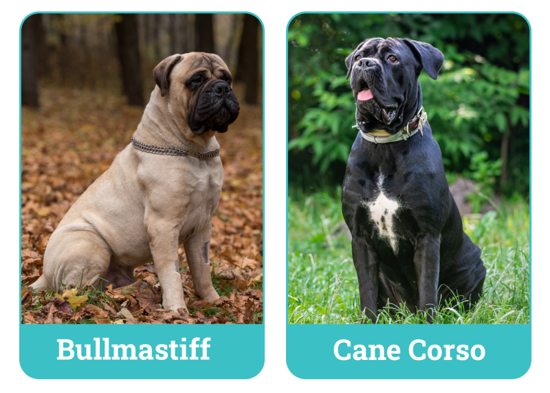 Bullmastiff vs Cane Corso: Key Differences (With Pictures) – Dogster